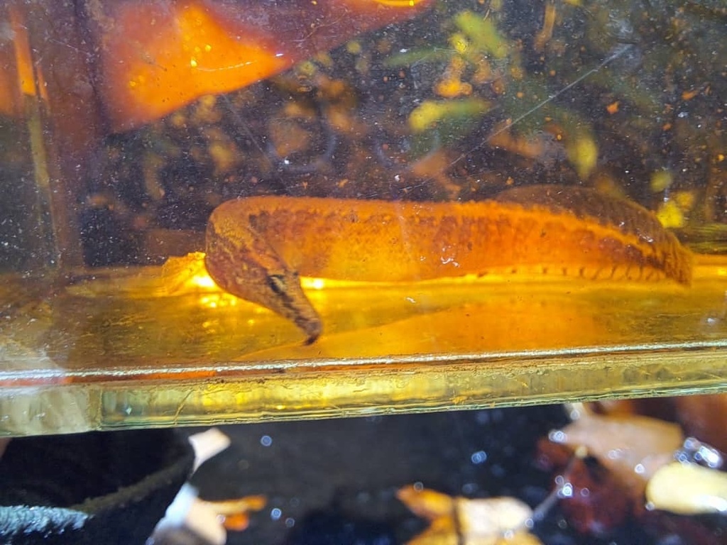 Half-banded Spiny Eel in January 2023 by AVNJ · iNaturalist