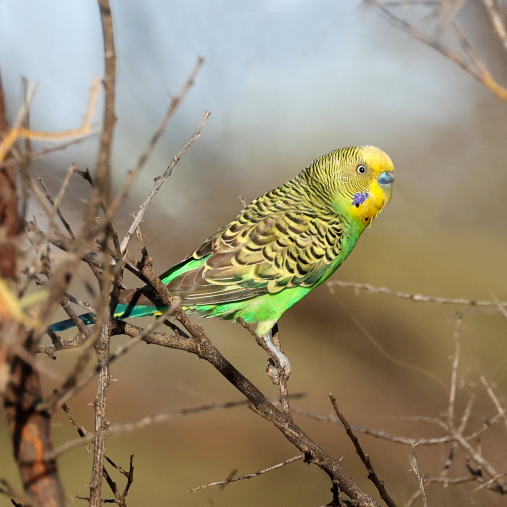 Budgerigar from Stephenston SA 5433, Australia on December 30, 2022 at ...