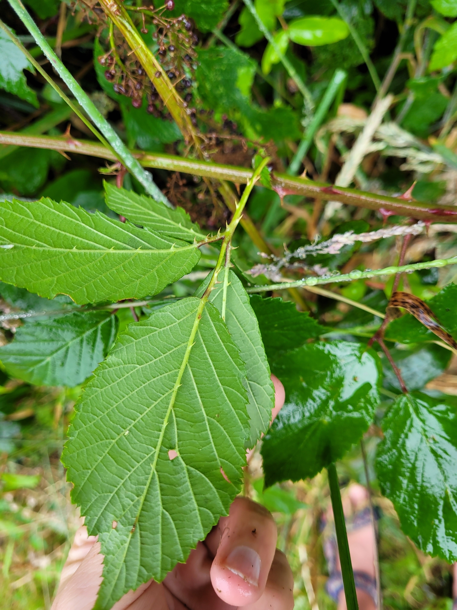 Rubus fruticosus L.