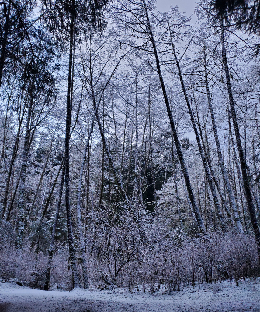 Red Alder from Sitka, AK, USA on 08 December, 2022 at 08:19 AM by M ...