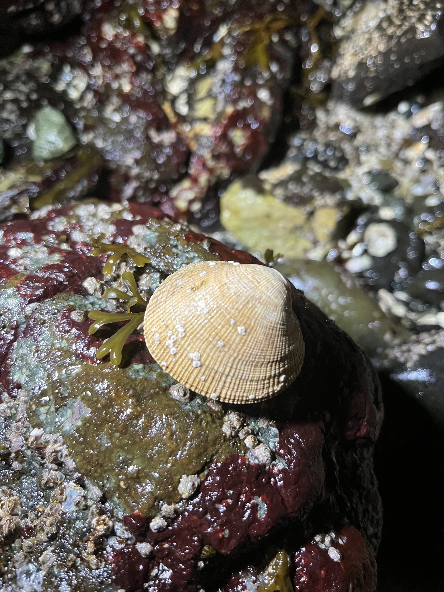 Leukoma staminea (Conrad, 1837)