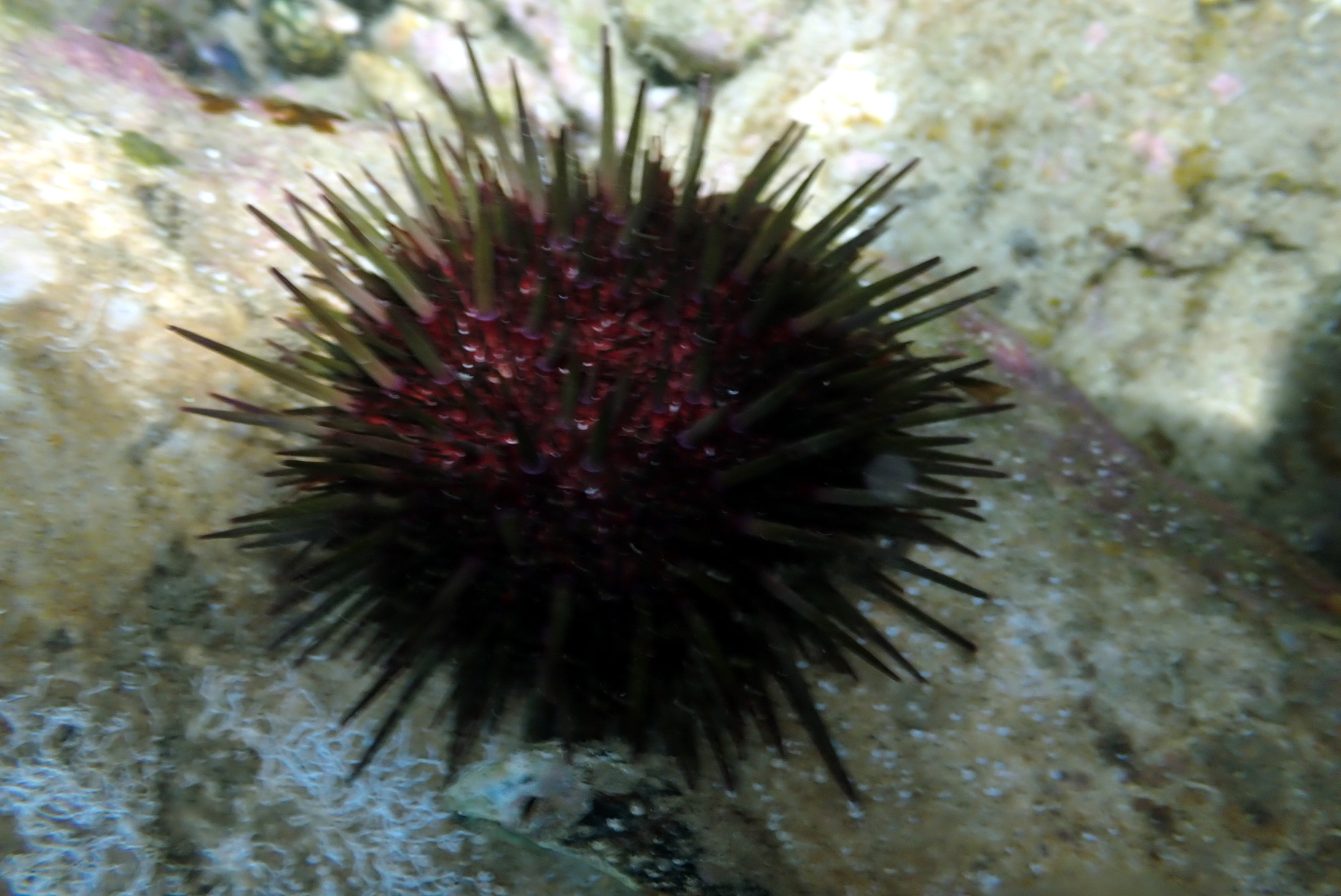 Heliocidaris erythrogramma (Valenciennes, 1846)