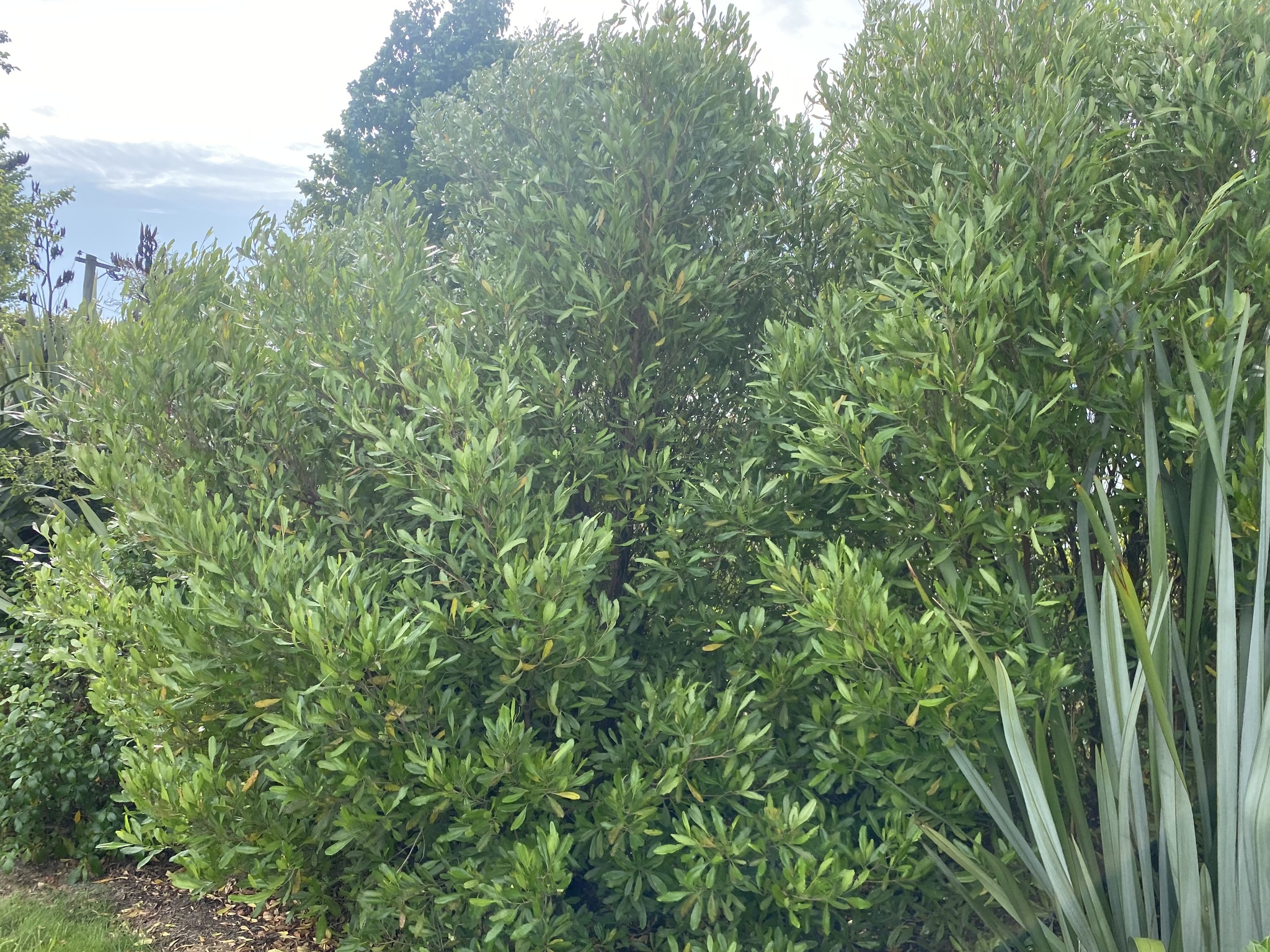 Dodonaea viscosa (L.) Jacq.