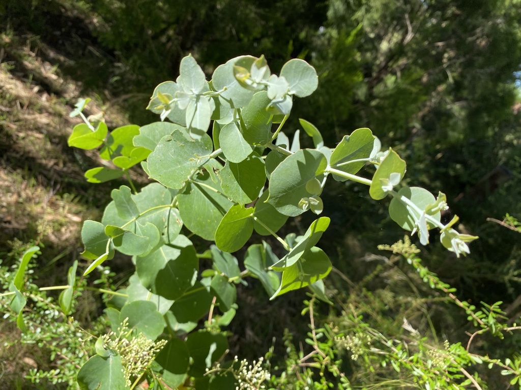 Long-leaved Box from Gibbs Rd, Healesville, VIC, AU on January 6, 2023 ...