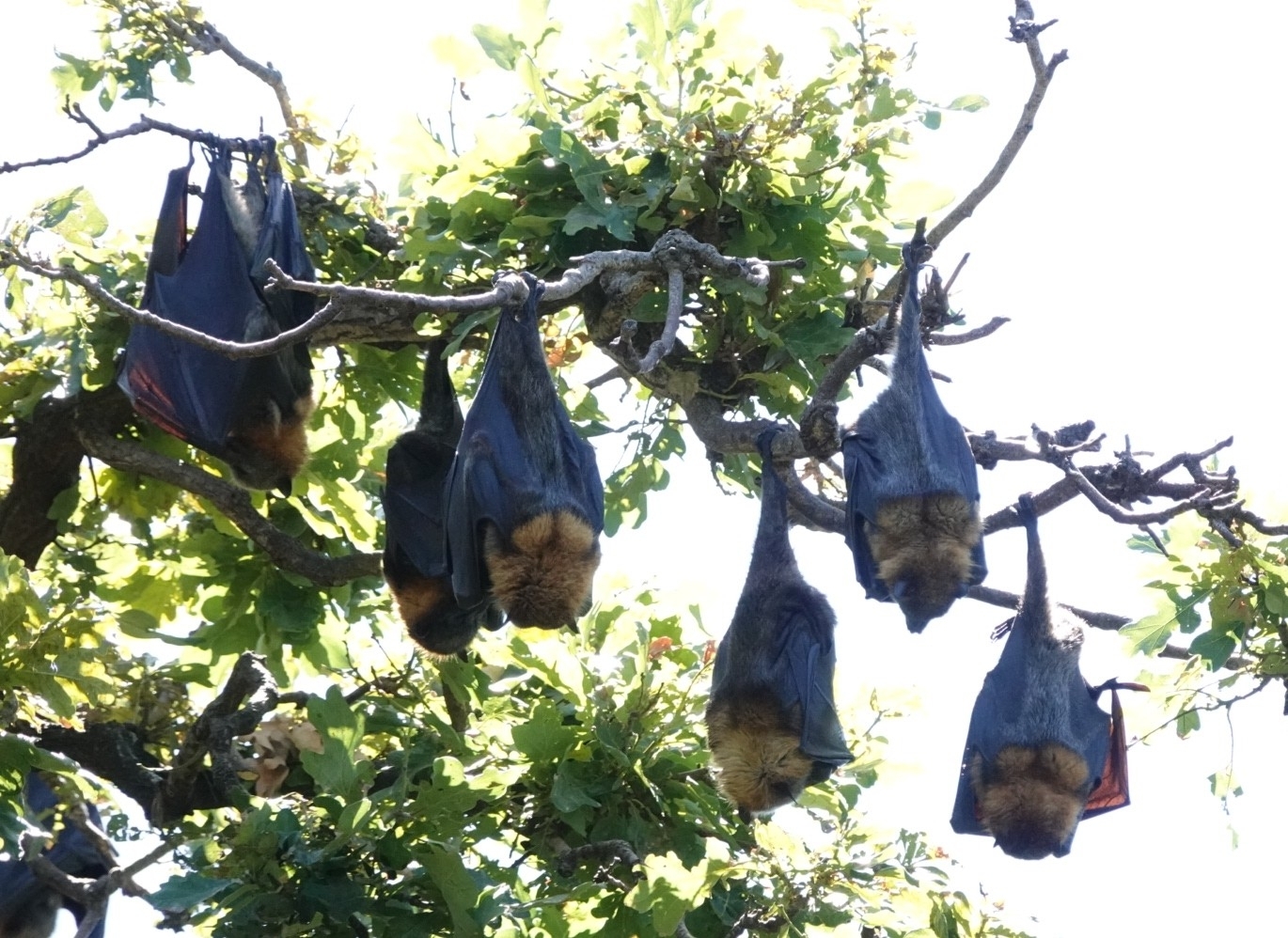 Pteropus Brisson, 1762