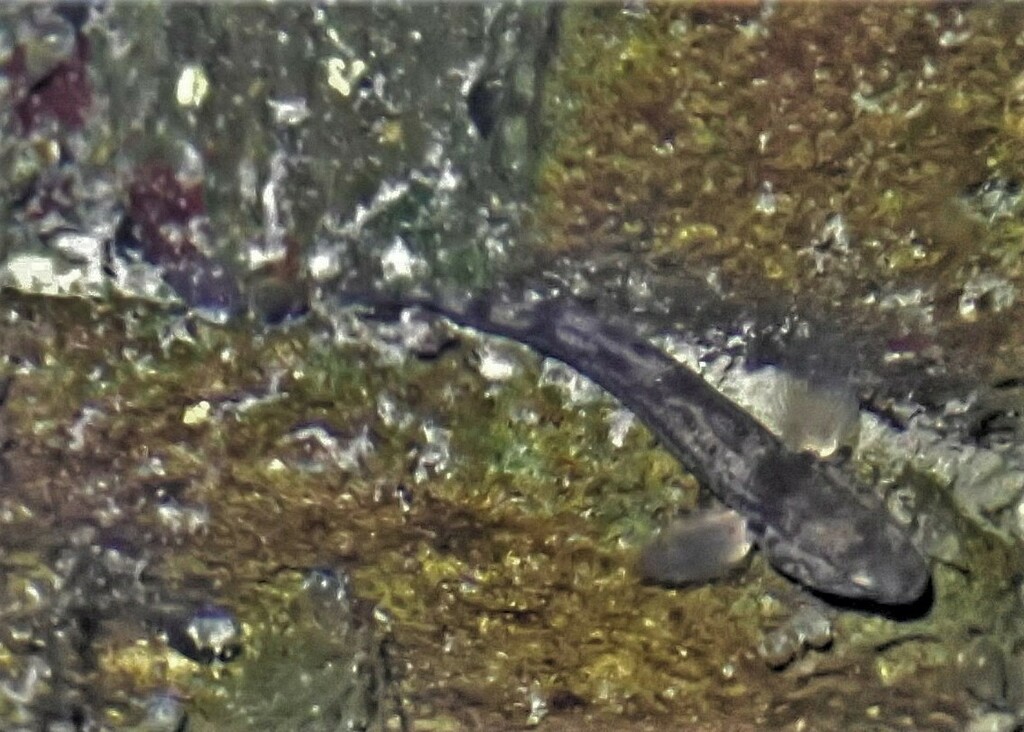 Gobiomorphus from Karangahake, New Zealand on January 02, 2023 at 12:04 ...