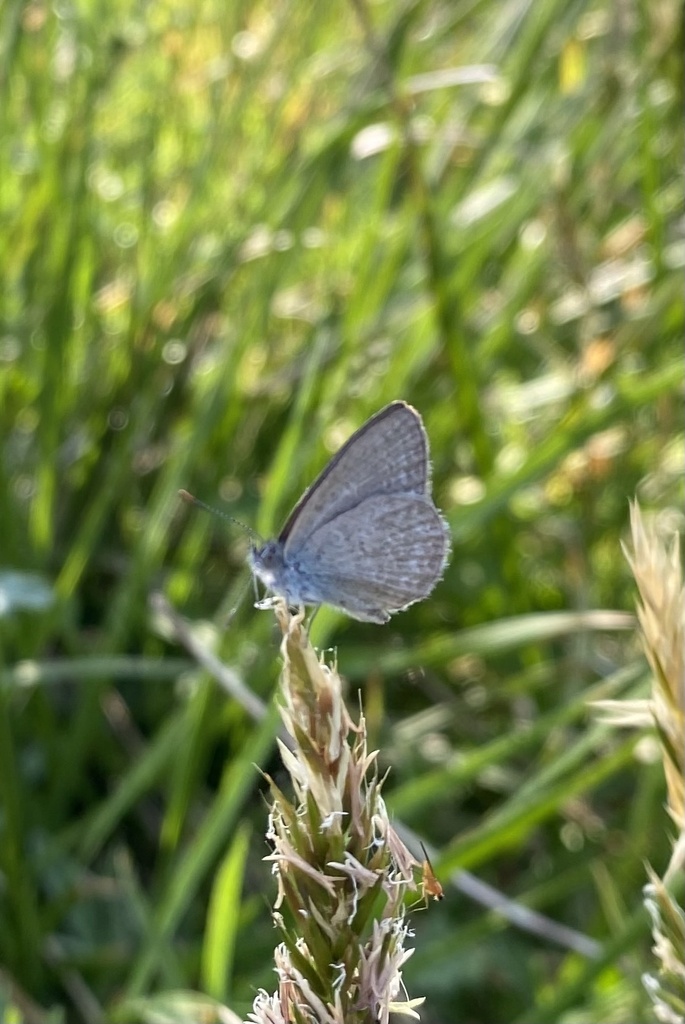 Common Grass-blue from Hotham Heights, VIC, AU on December 27, 2022 at ...