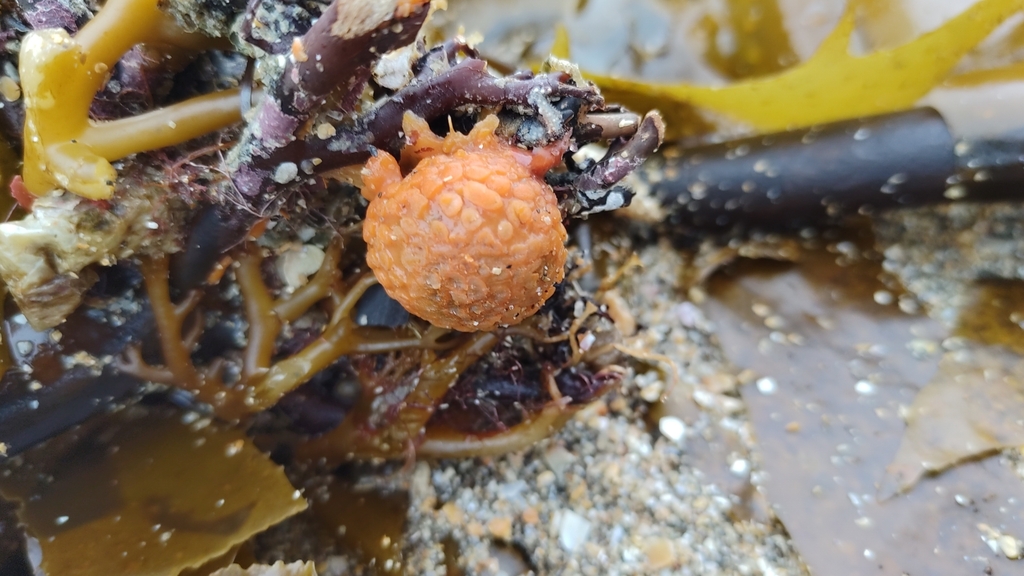 Orange Golf Ball Sponge from Auckland 0624, New Zealand on January 06 ...