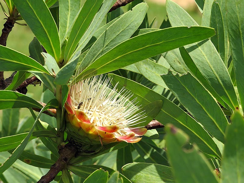 Protea caffra subsp. caffra