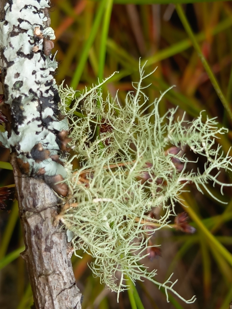 beard lichens from Murchison, Nueva Zelanda on January 06, 2023 at 02: ...