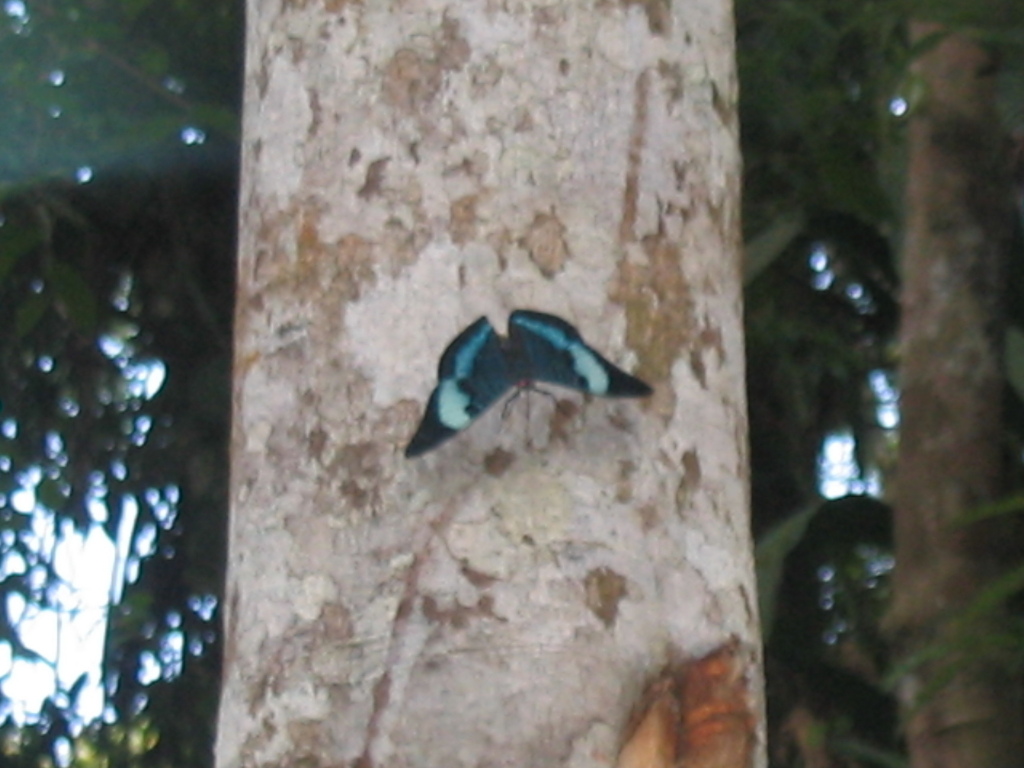 Red Flasher from Amazonas, Colombia on October 21, 2006 at 02:29 PM by ...