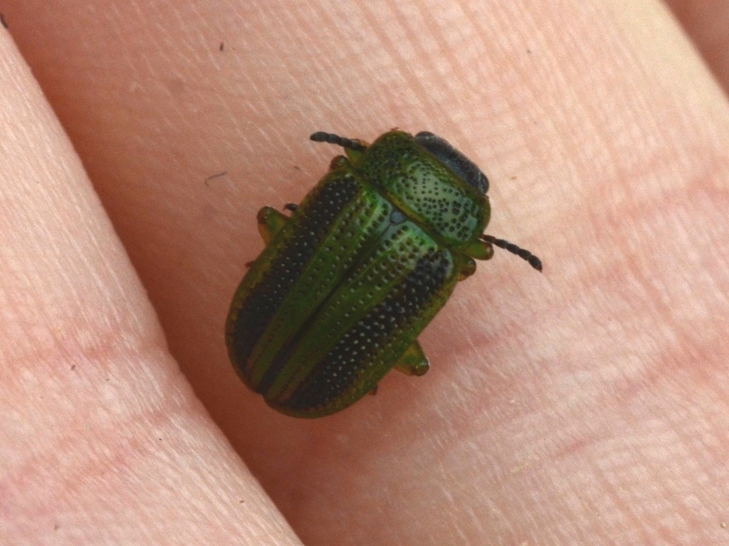 Calomela vittata from 115 Keewong Lane on January 06, 2023 at 12:02 AM ...