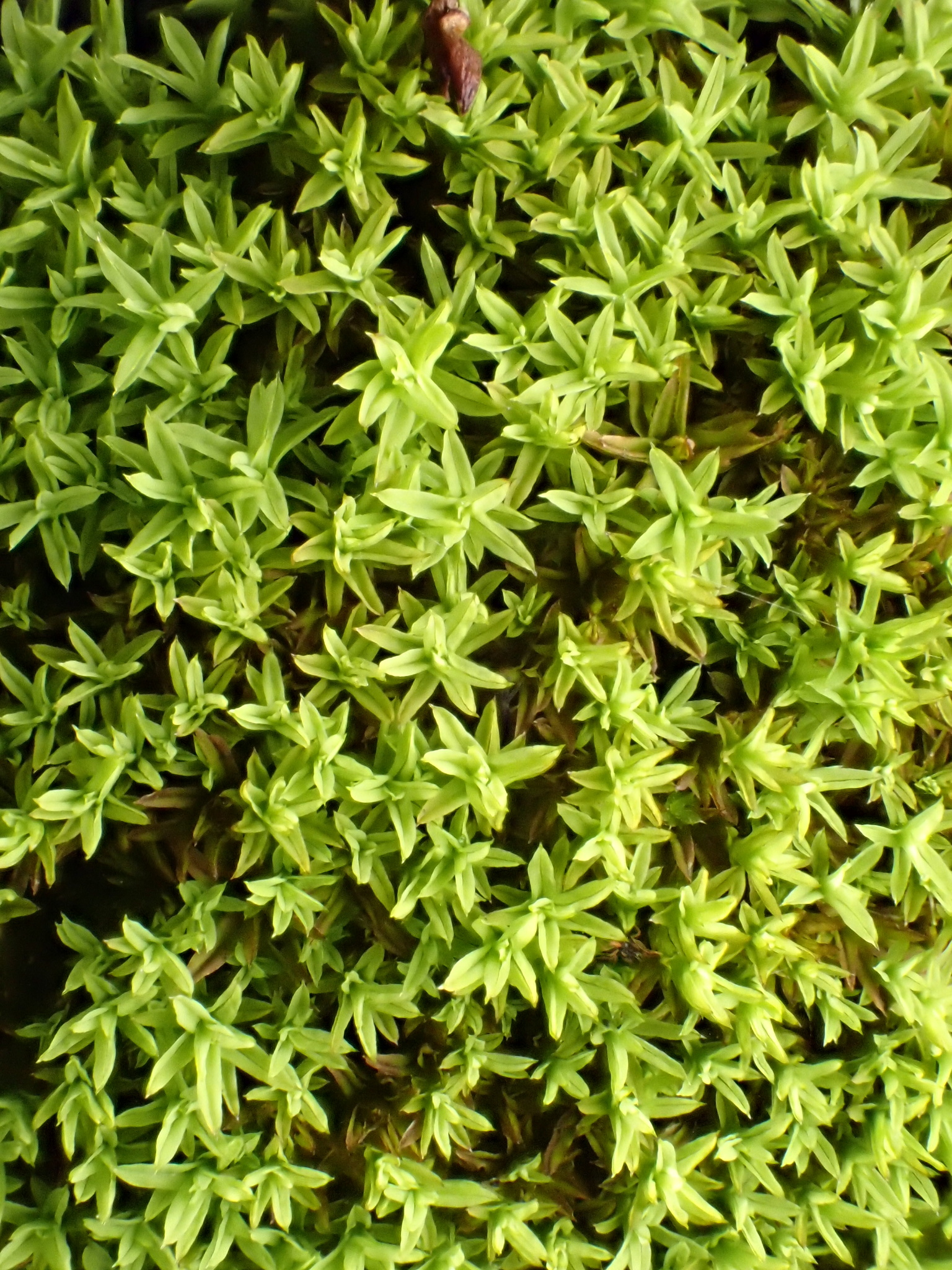 Barbula unguiculata Hedwig, 1801