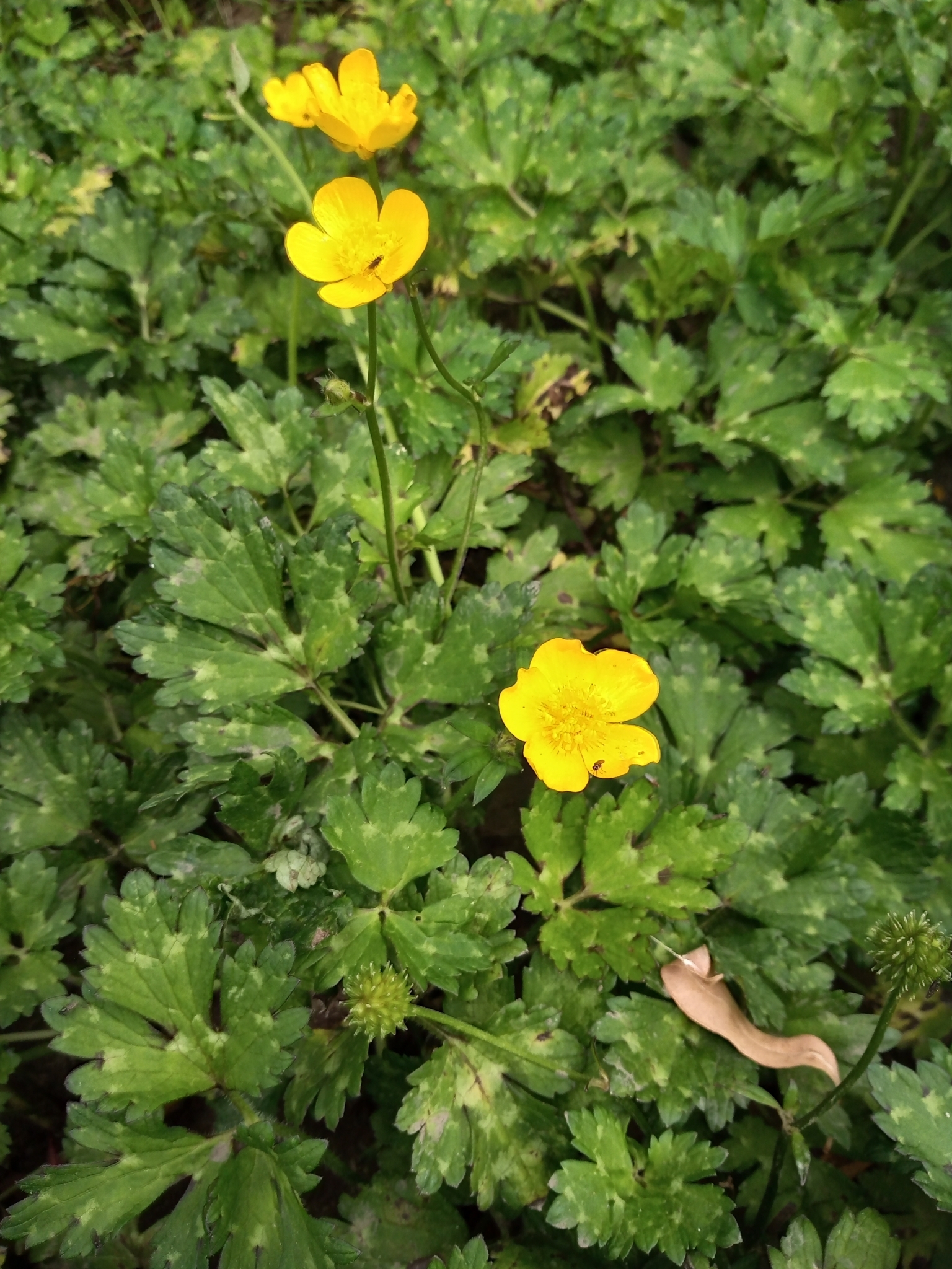 Ranunculus repens L.