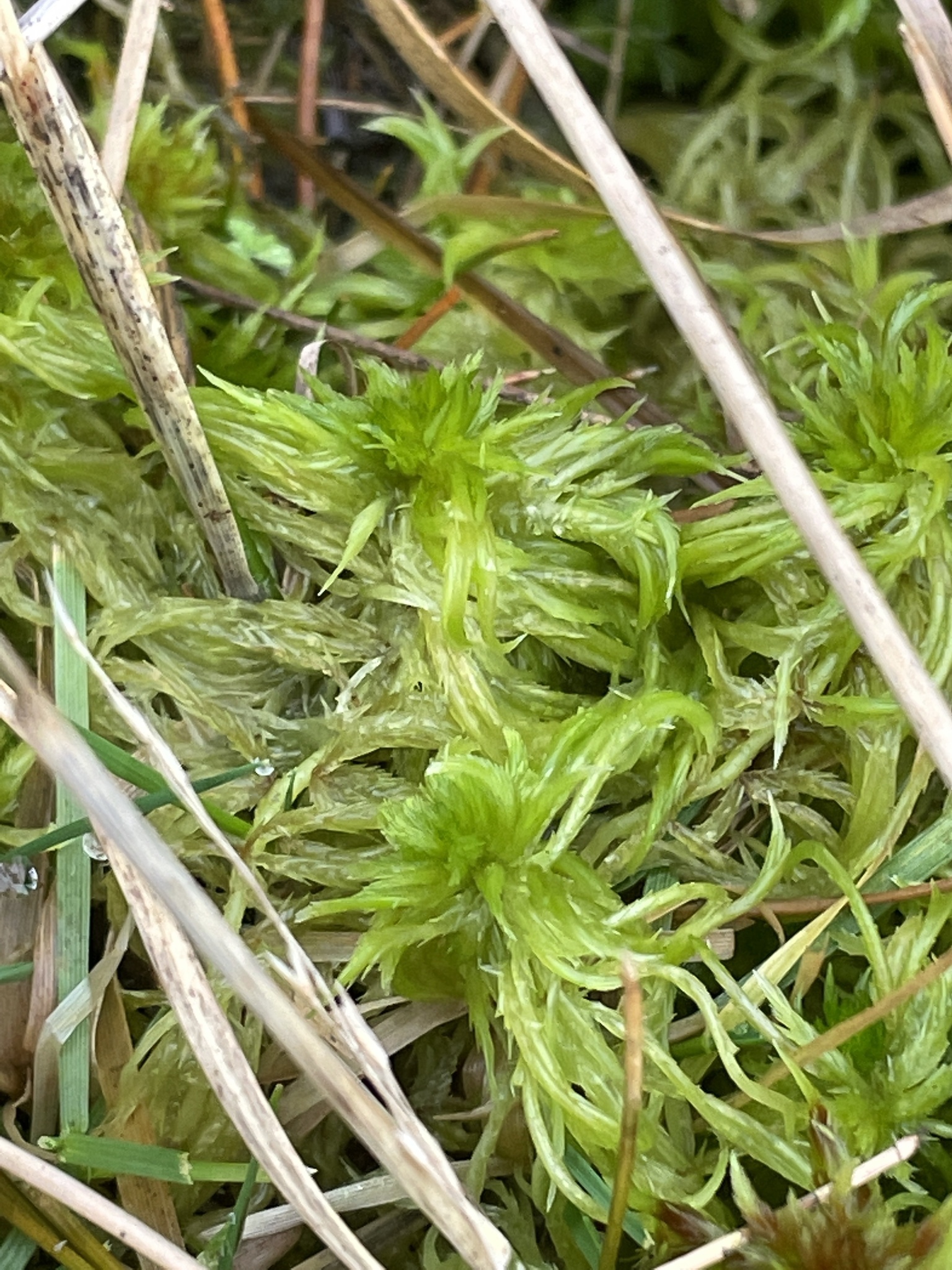 Sphagnum L.