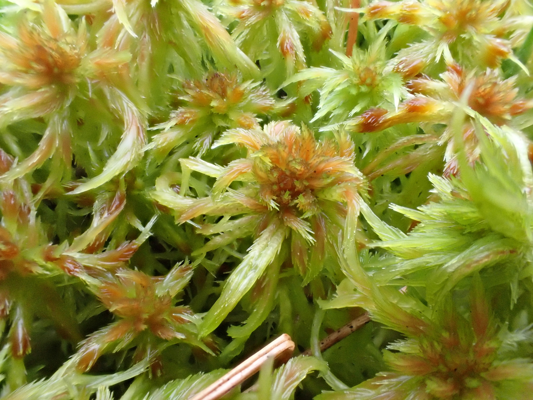 Sphagnum L.