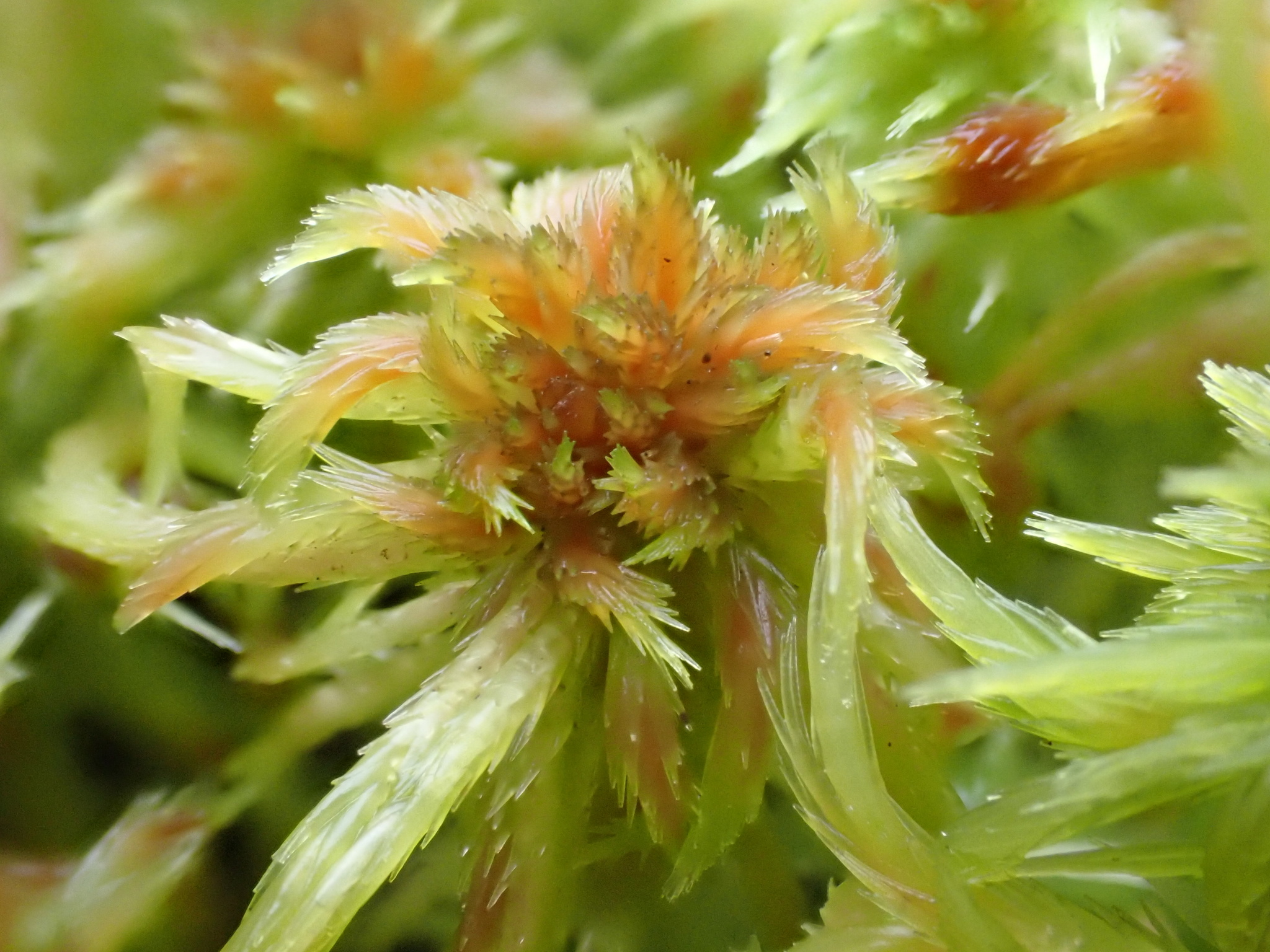 Sphagnum L.