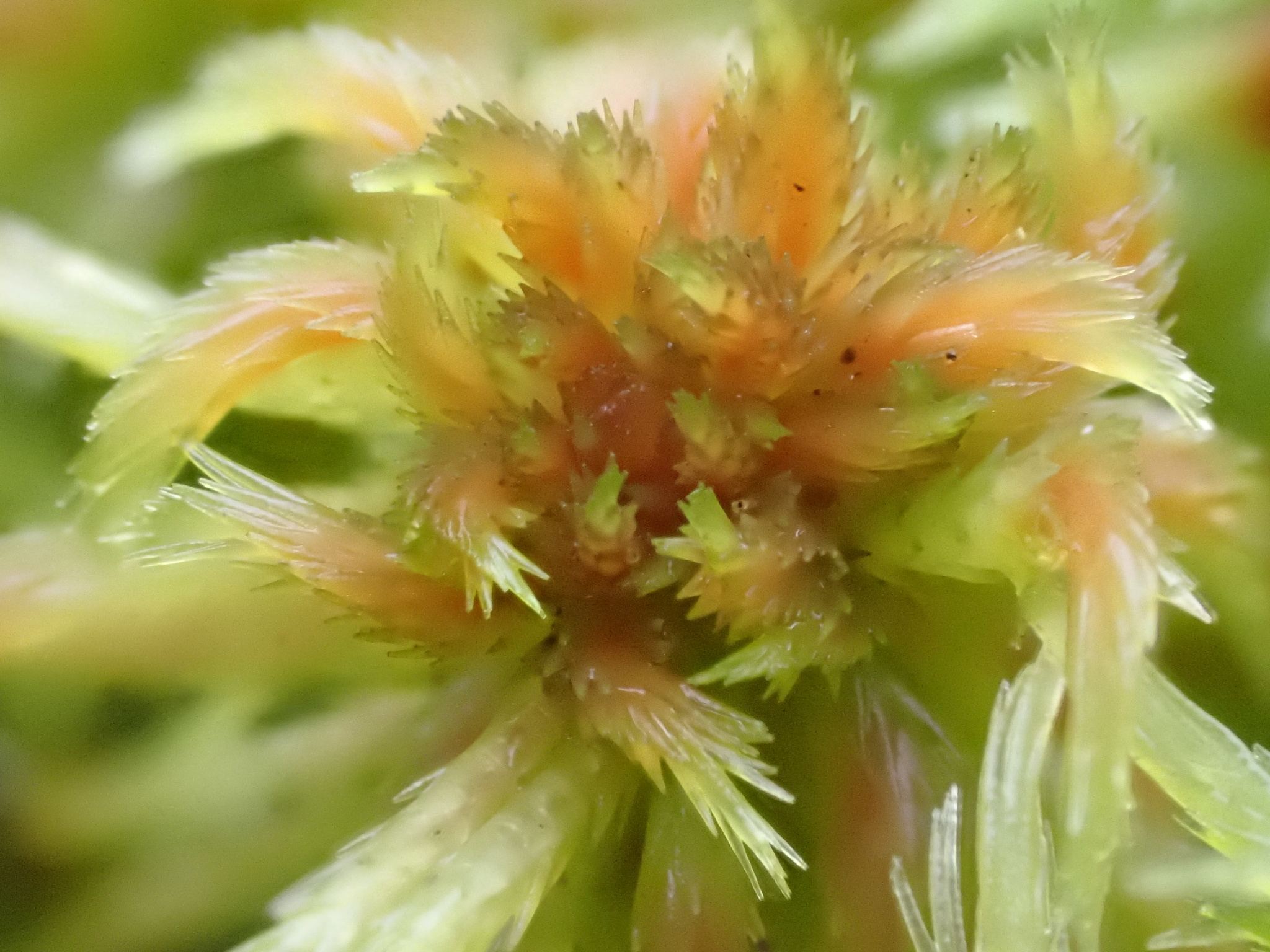 Sphagnum L.