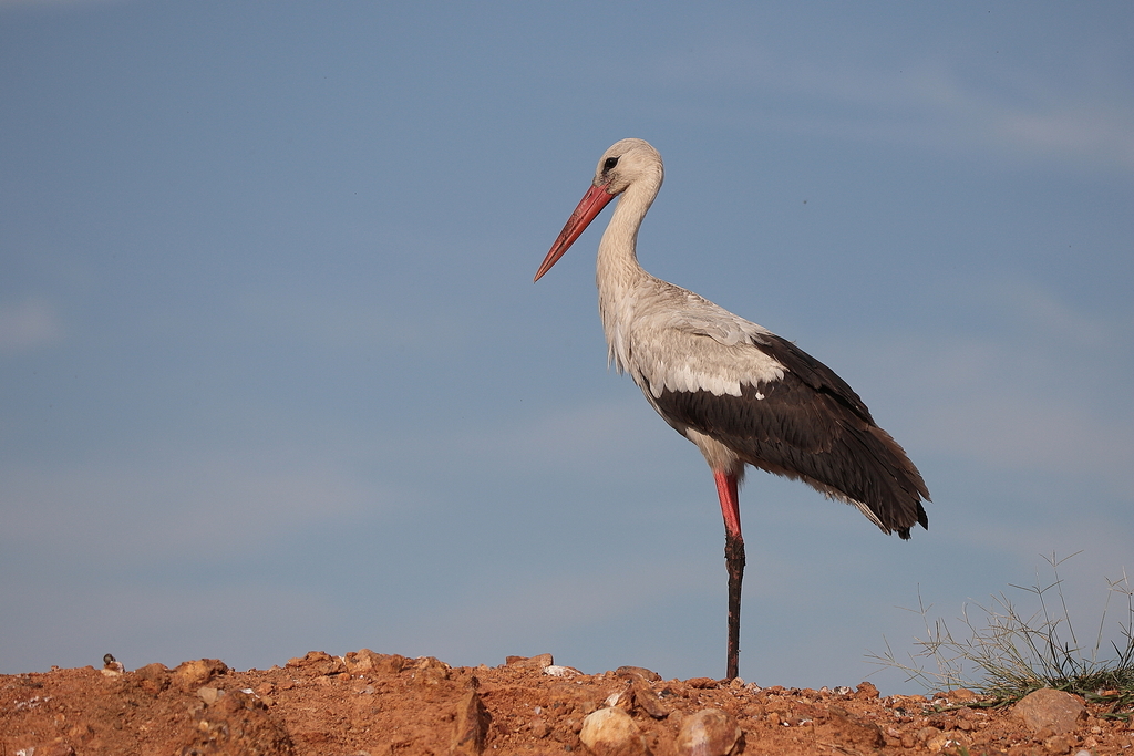 White Stork from Billy's Compost on February 13, 2022 at 04:47 PM by ...