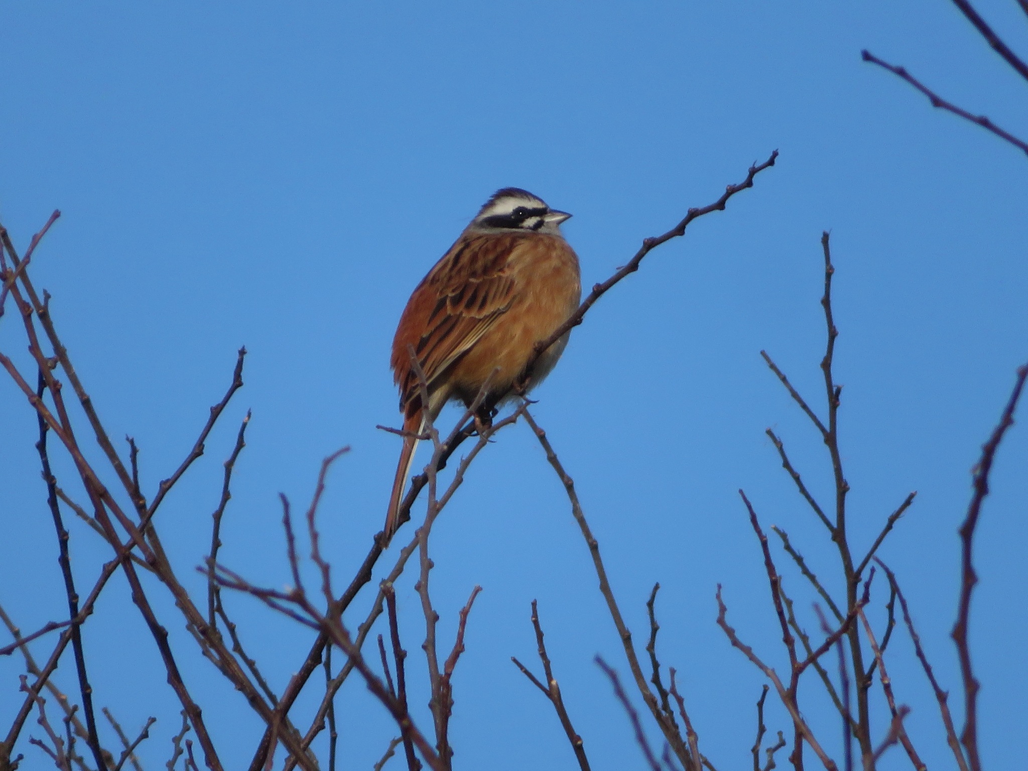 Emberiza cioides von J.F.Brandt, 1843