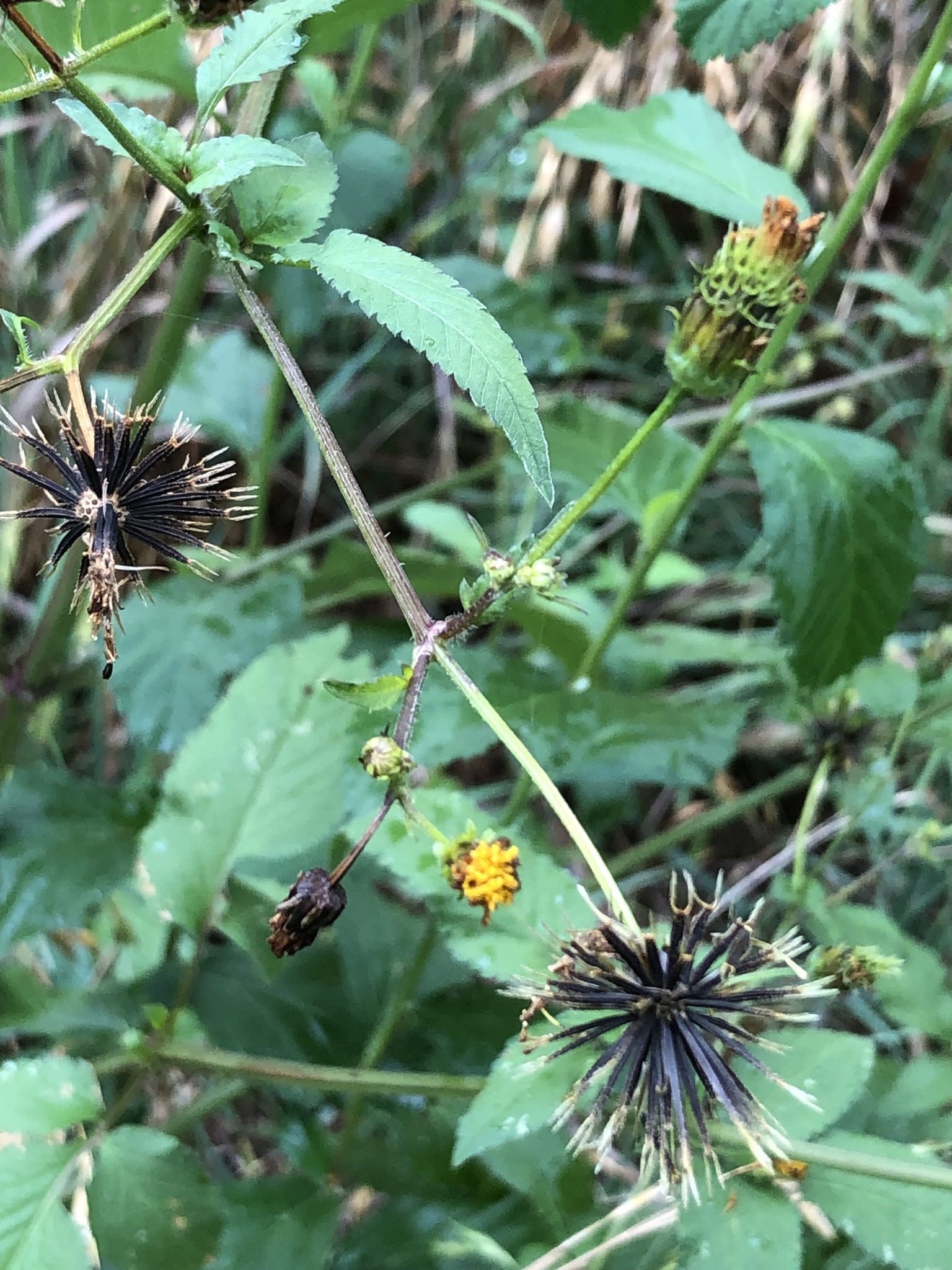 Bidens pilosa L.