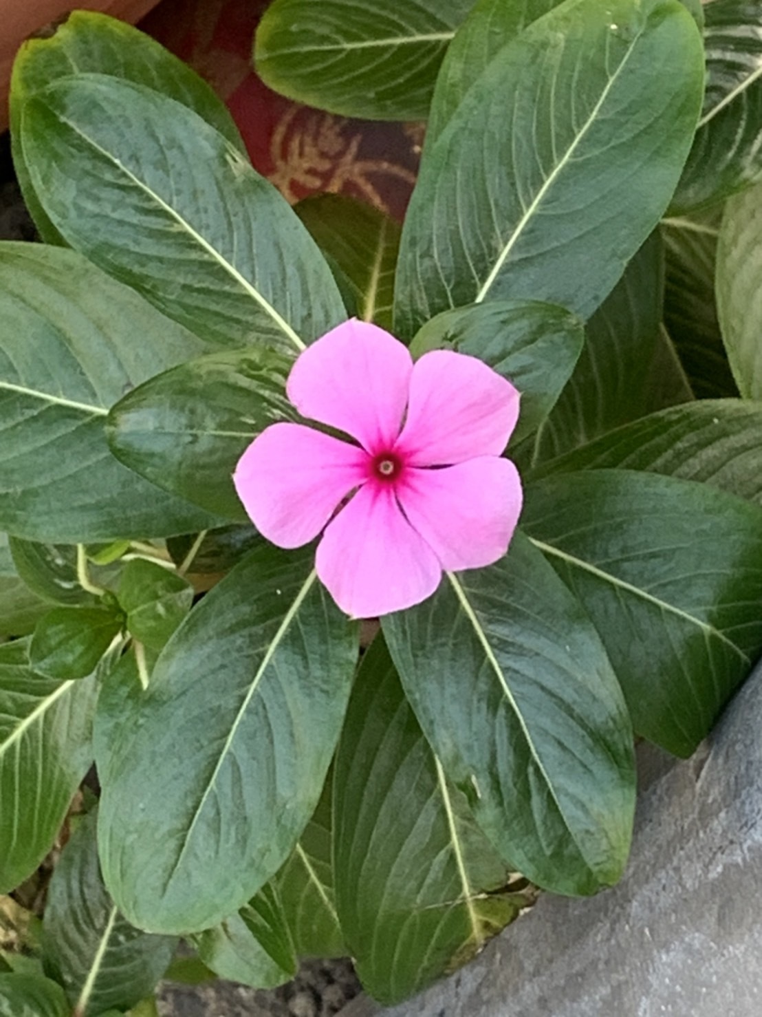 Catharanthus roseus (L.) G.Don