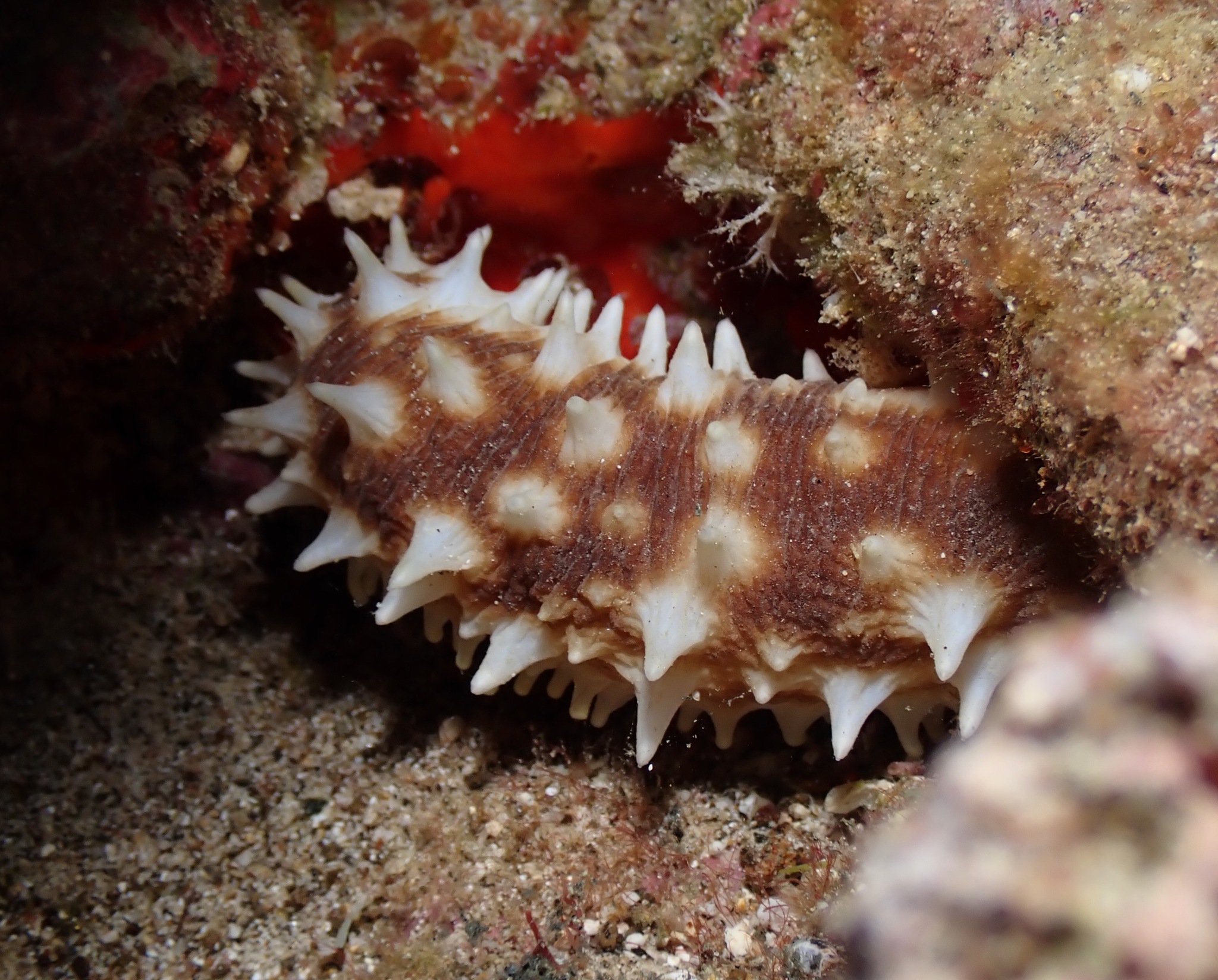 Holothuria hilla Lesson, 1830