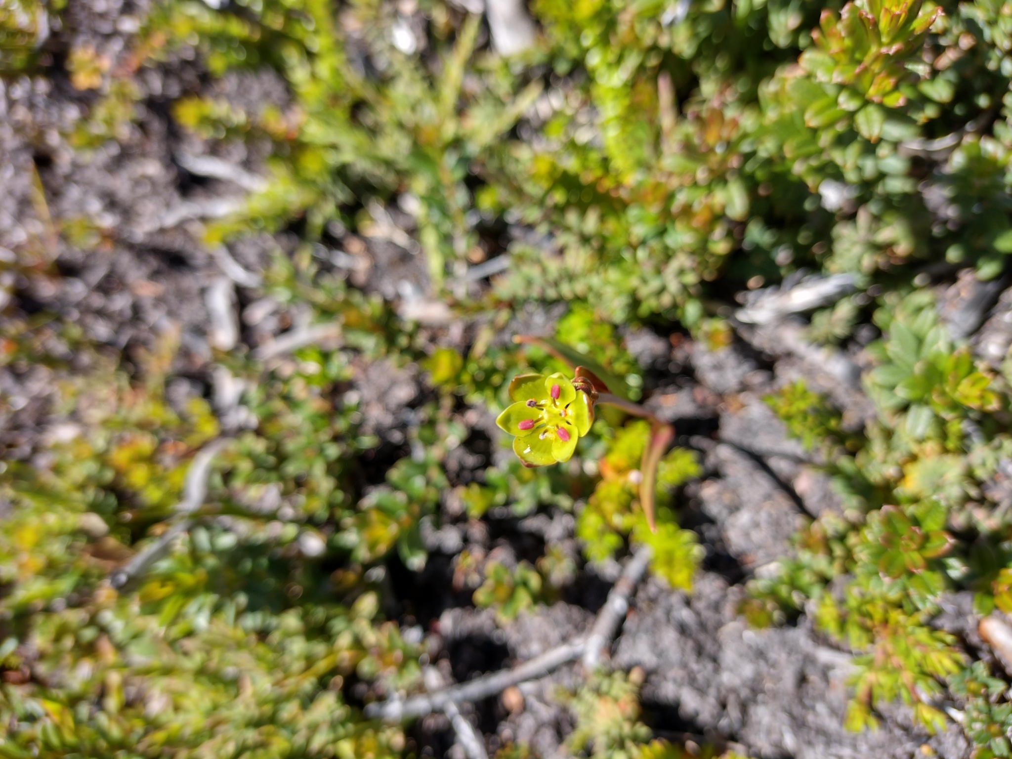 Campynema lineare Labill.