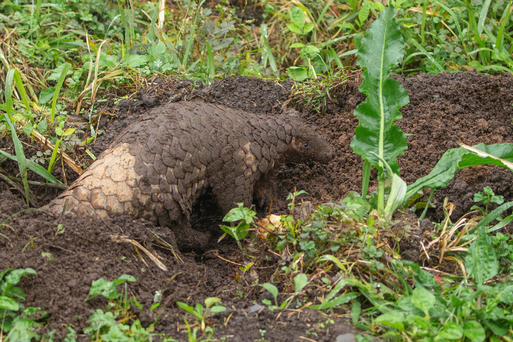 Taiwan Pangolin in January 2023 by Ben Tsai蔡維哲 · iNaturalist