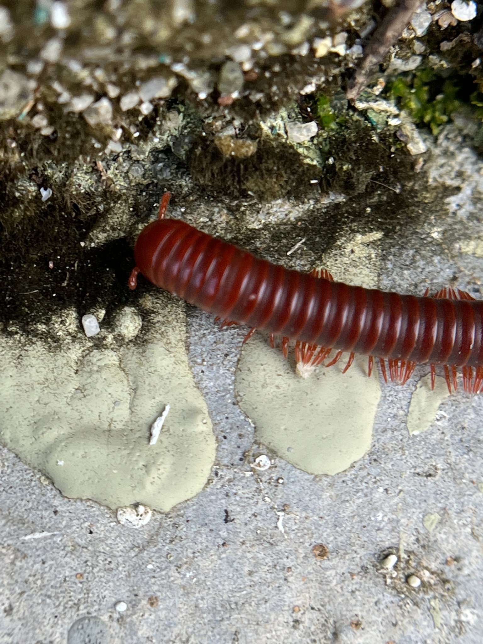 Trigoniulus corallinus (Eydoux & Souleyet, 1842)