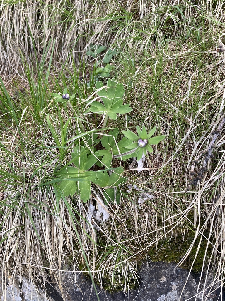 Floppy Himalayan Anemone from Baoji, CN-SA, CN on June 15, 2022 at 03: ...