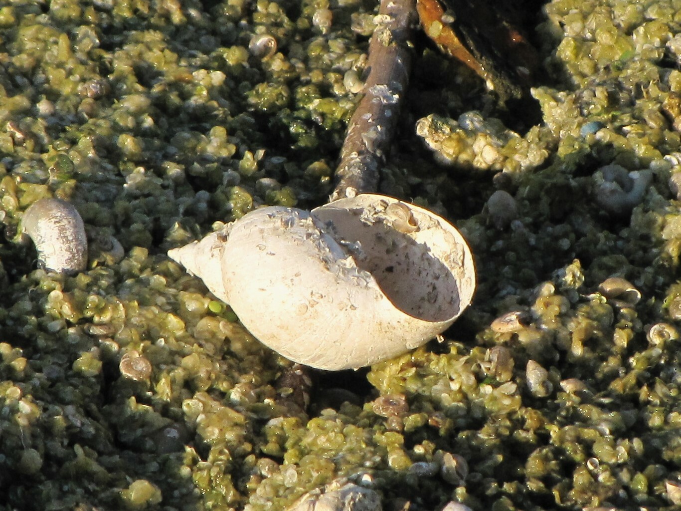 Lymnaea stagnalis (Linnaeus, 1758)