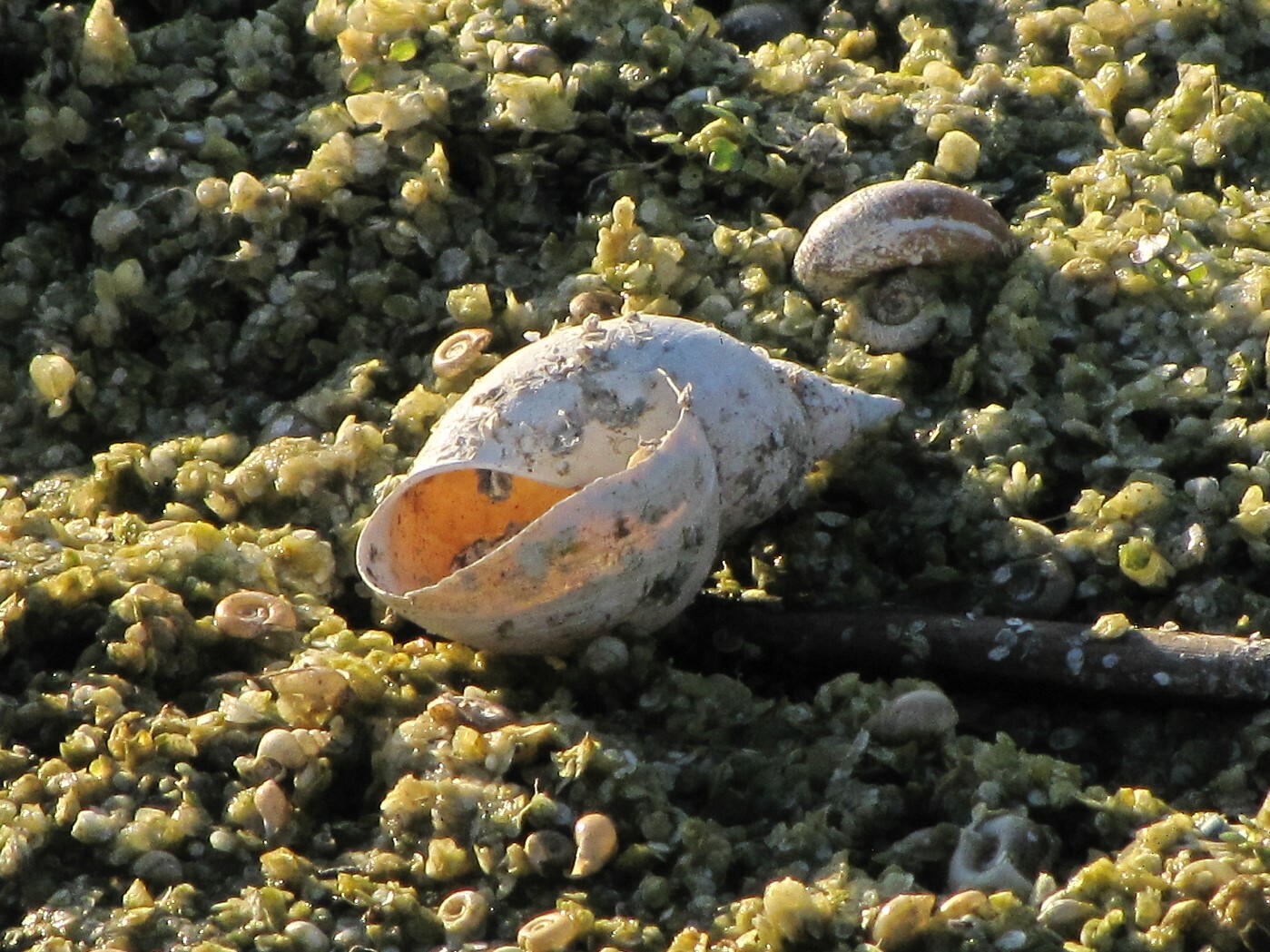 Lymnaea stagnalis (Linnaeus, 1758)