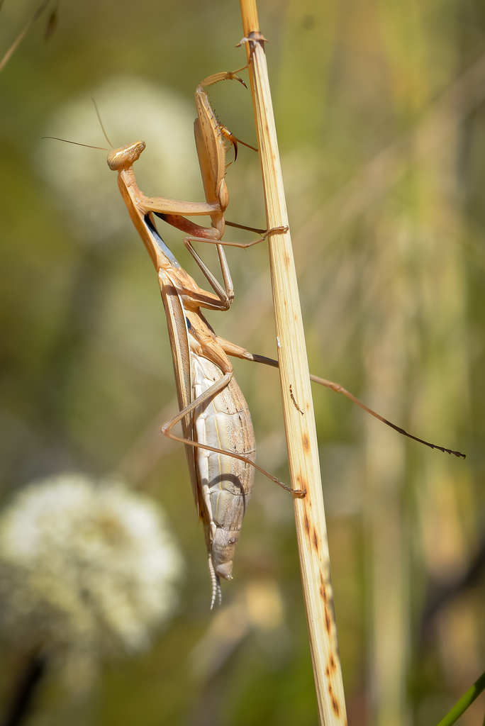 Eight-spot Mantis from 2 Clements Pl, Jandakot WA 6164, Australia on ...