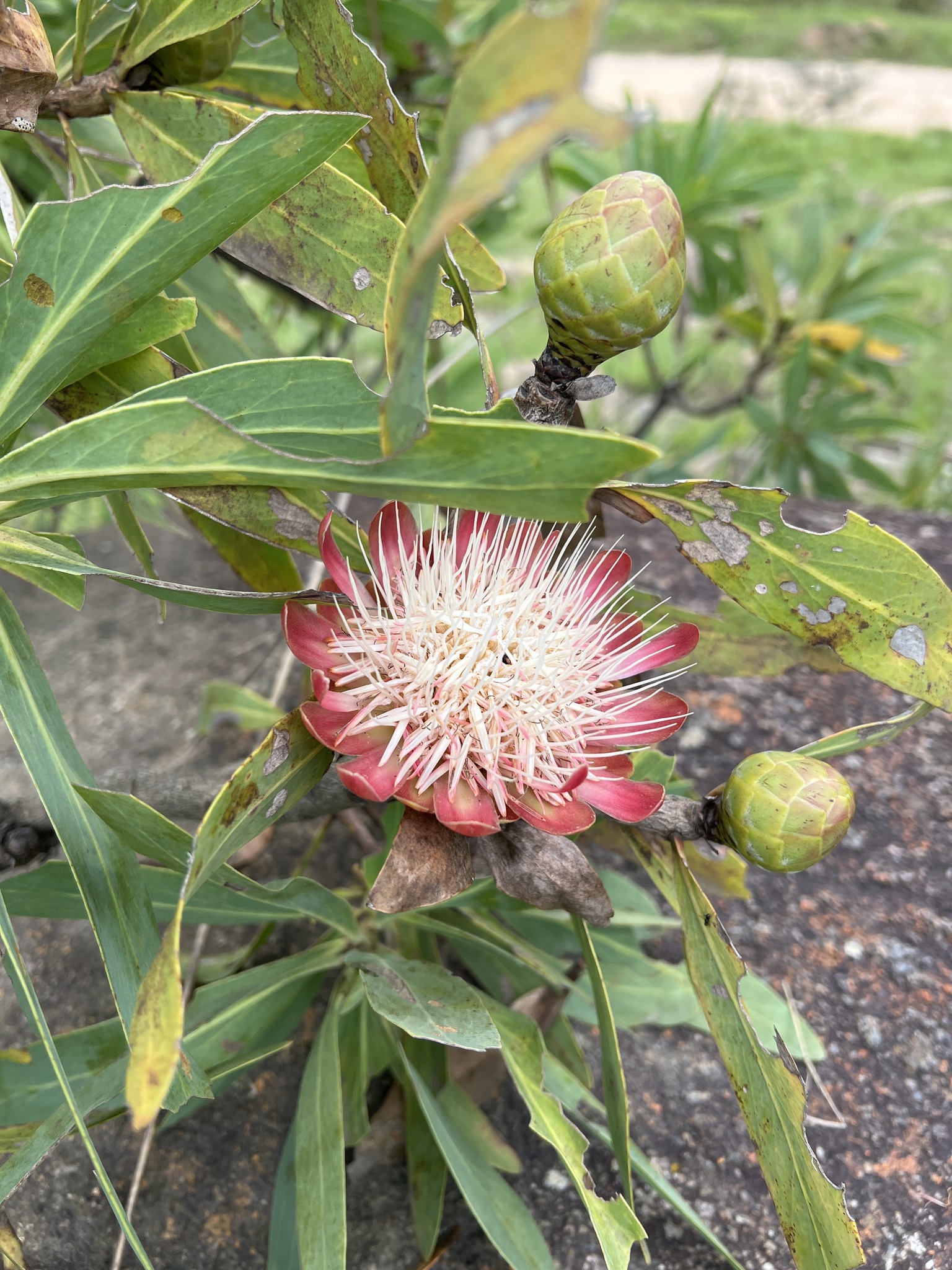 Protea caffra subsp. caffra