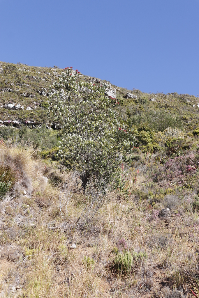 Pōhutukawa from Constantia Neck Jeep Track, midslopes, Cecilia section ...