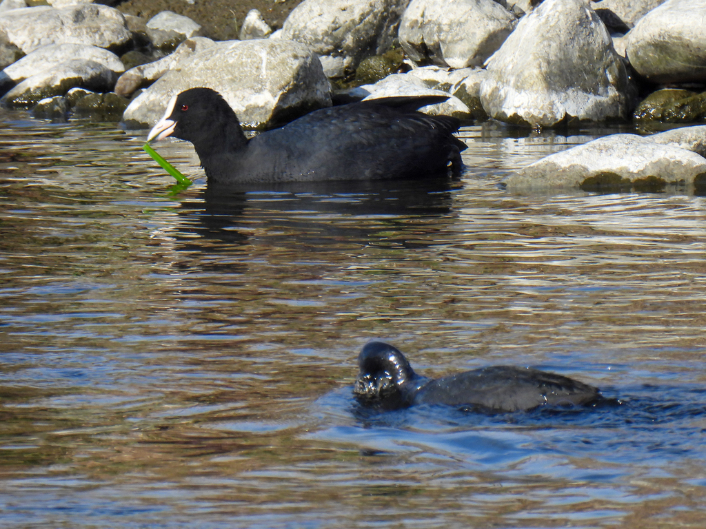 Eurasian Coot from Tama New Town, 6 Chome Sekido, Tama, Tokyo, Japan on ...