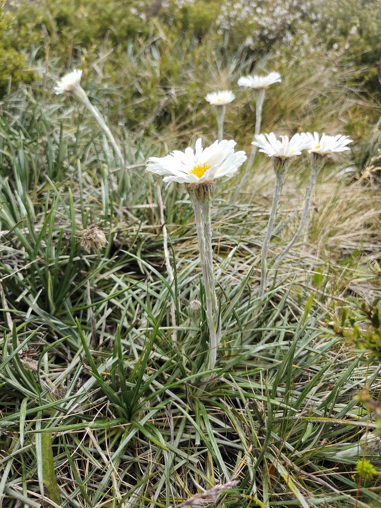Slender Snow-daisy from E. Gippsland Bal, Alpine, Victoria, Australia ...