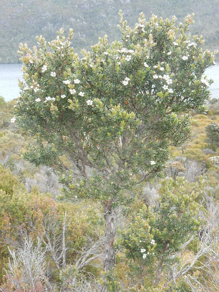 Tea Trees from Cradle Mountain TAS 7306, Australia on January 2, 2023 ...