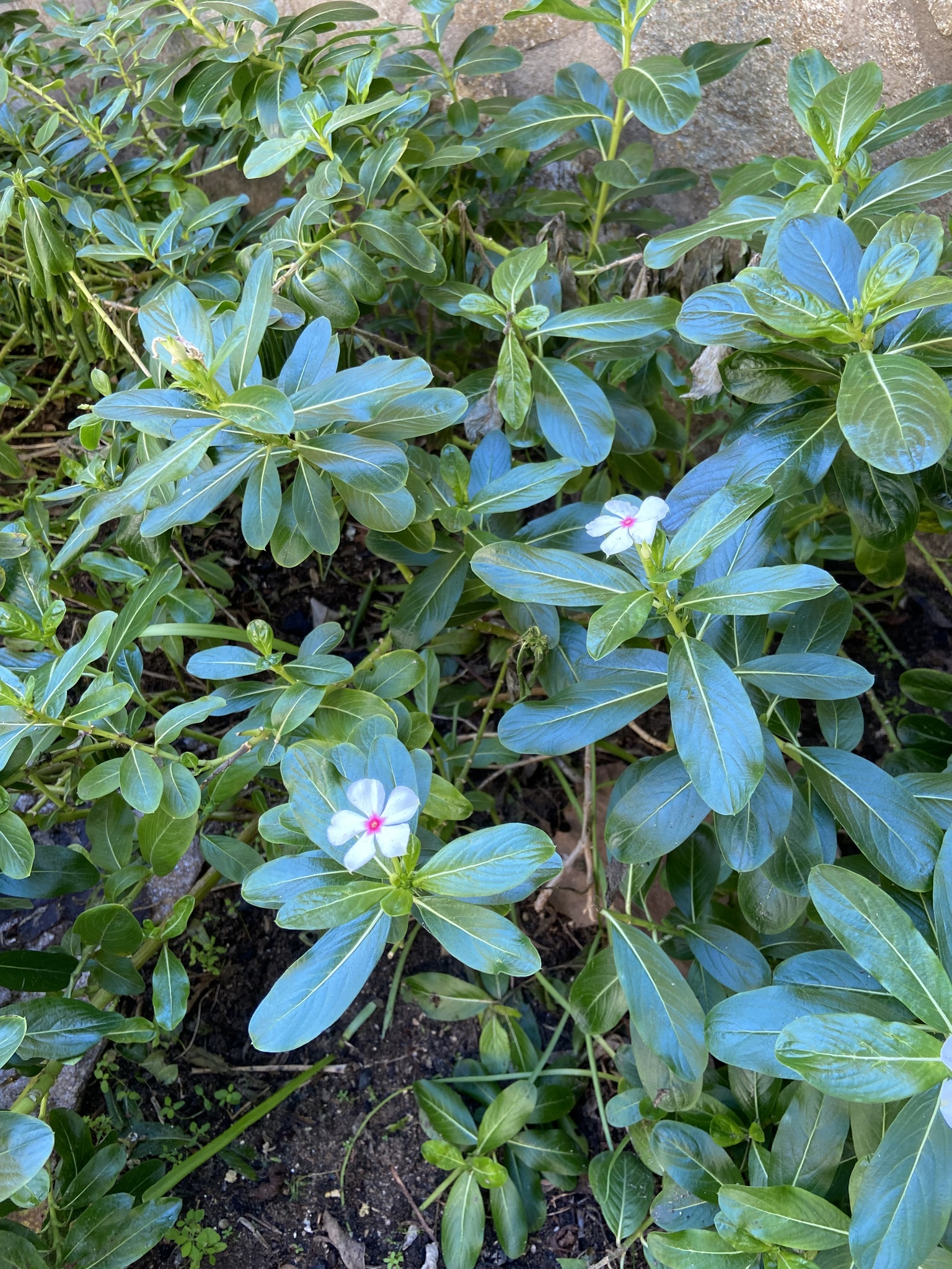 Catharanthus roseus (L.) G.Don