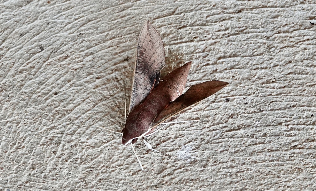Coprosma Hawk Moth from Mansfield VIC 3722, Australia on December 25 ...