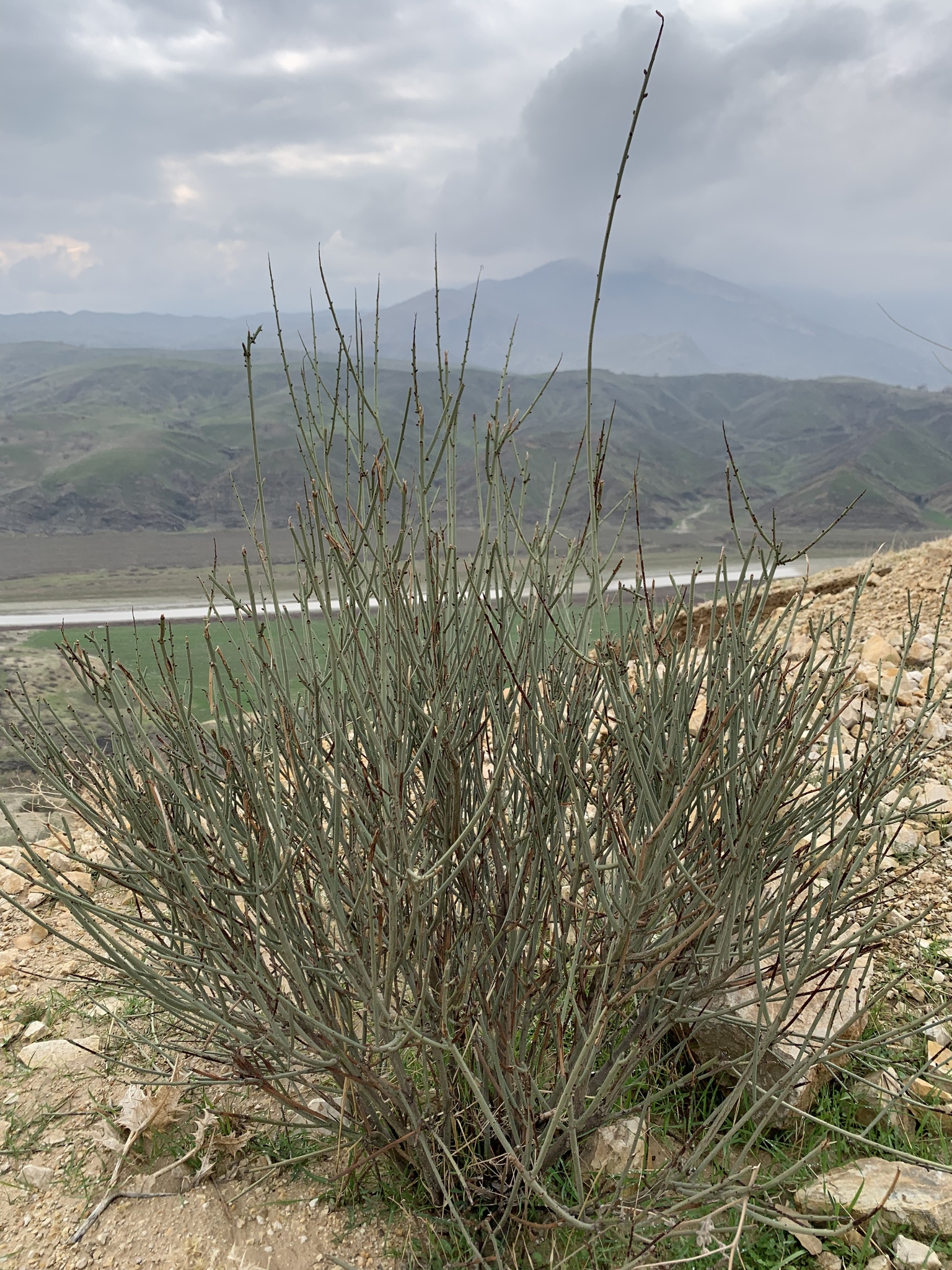 Prunus arabica (Oliv.) Meikle