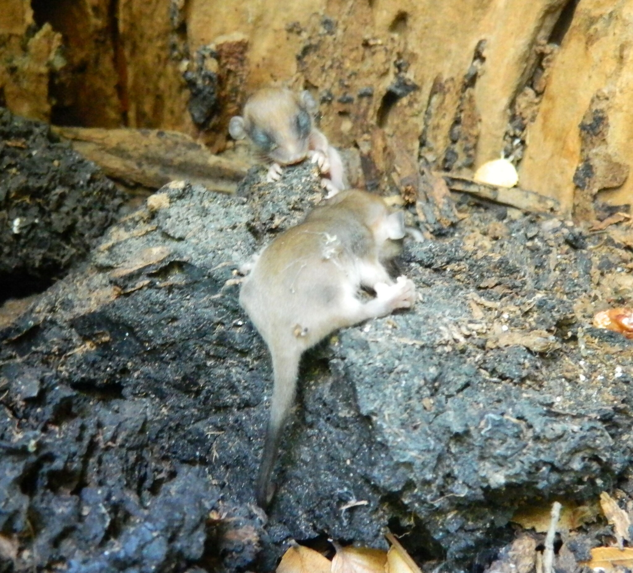 Dromiciops gliroides Thomas, 1894