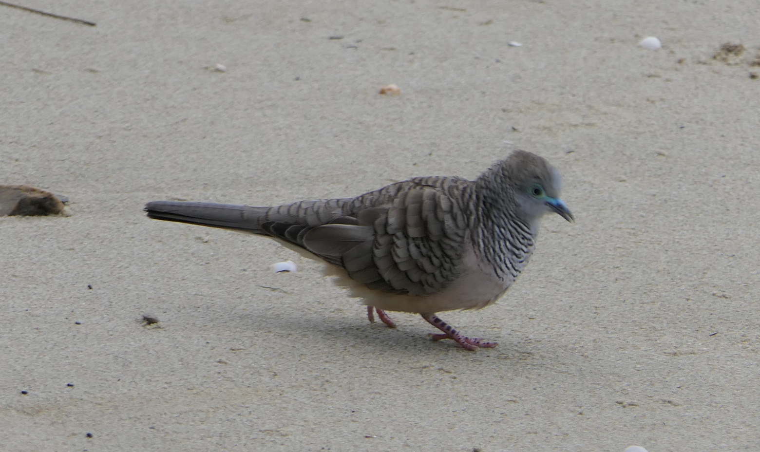 Geopelia placida Gould, 1844