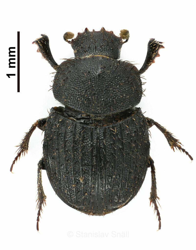 Odontoloma dentinum (Dung Beetles of Cape Town) · iNaturalist