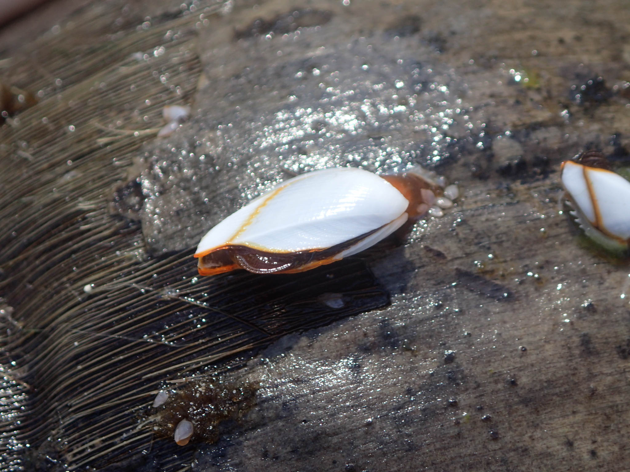 Lepas anserifera Linnaeus, 1767