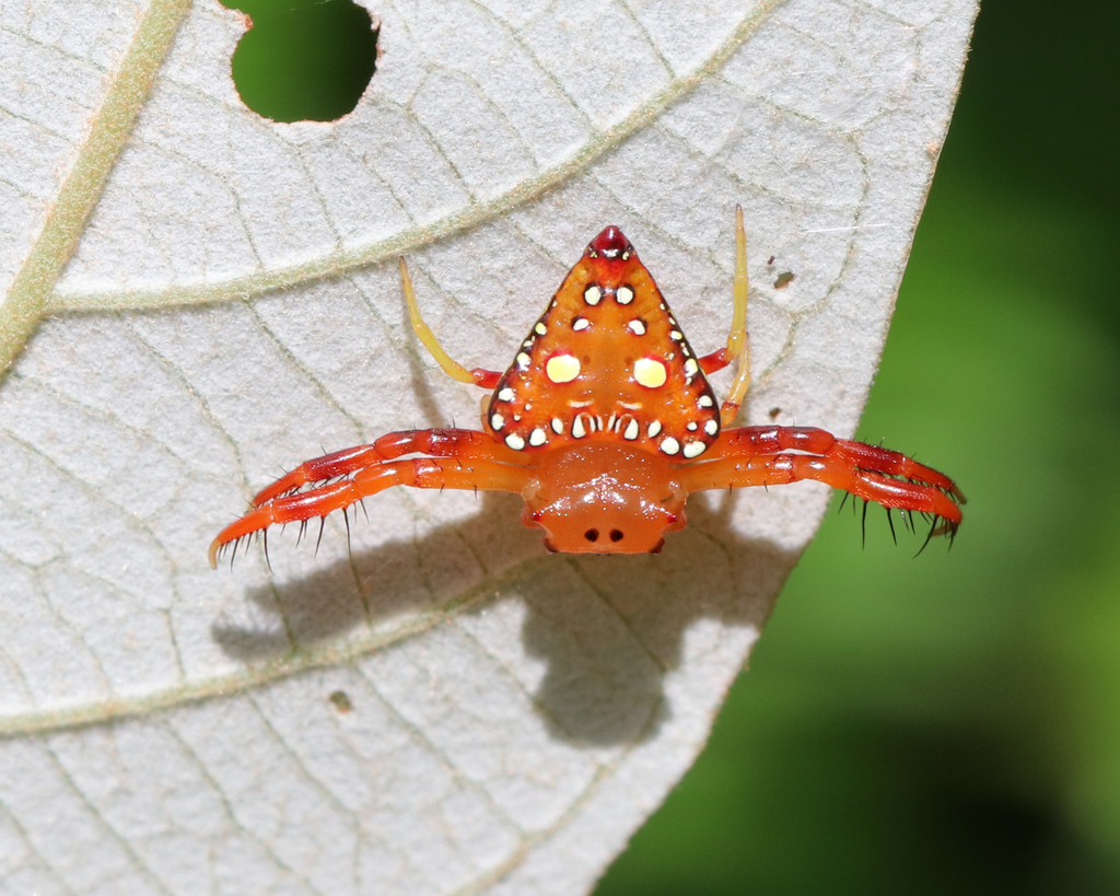 Common Triangular Spider from Landsborough QLD 4550, Australia on ...