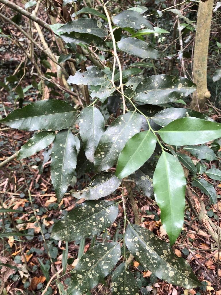 Putranjiva formosana in December 2022 by jodyhsieh · iNaturalist