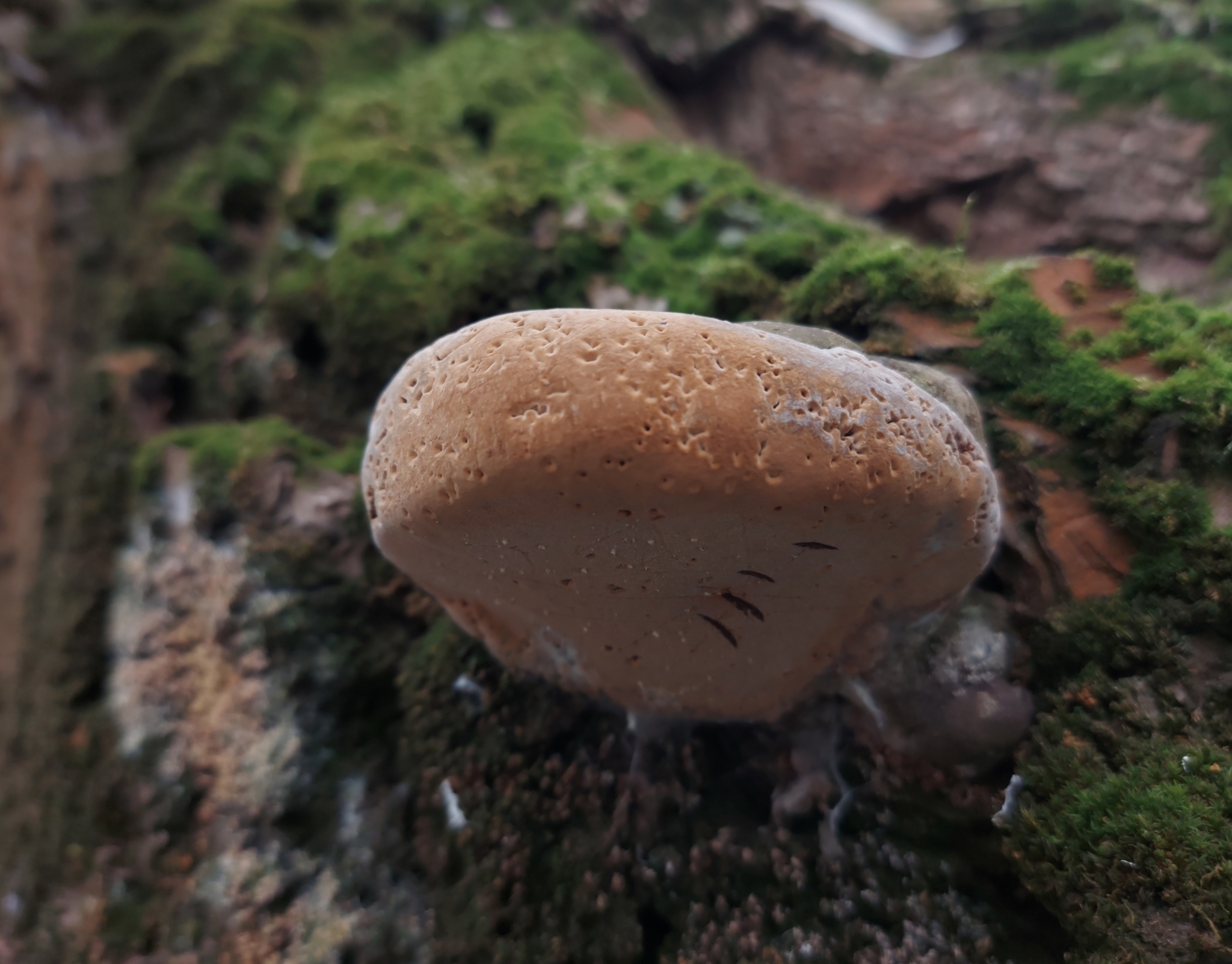 Phellinus igniarius (L.) Quél.