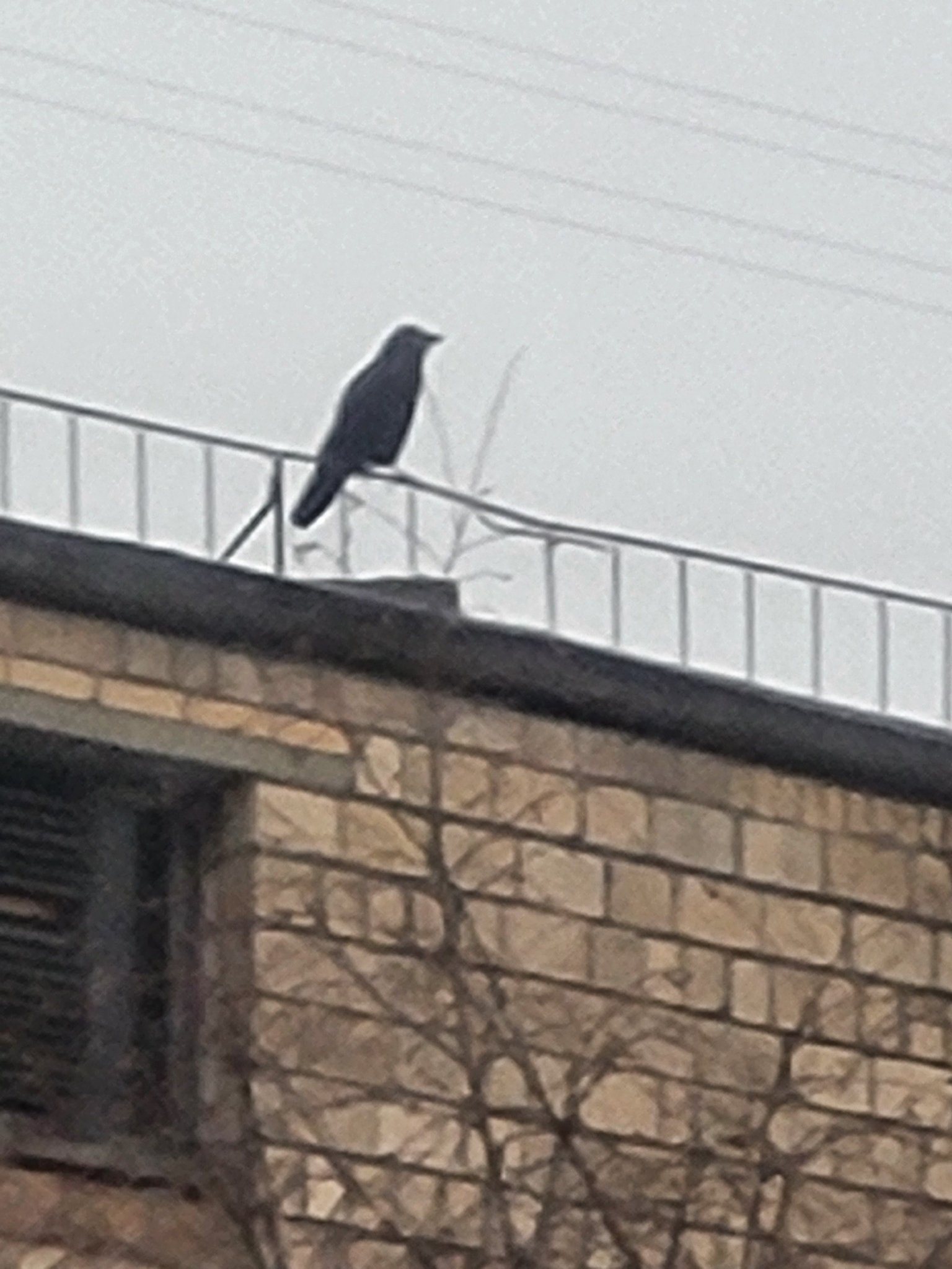 Corvus corax Linnaeus, 1758